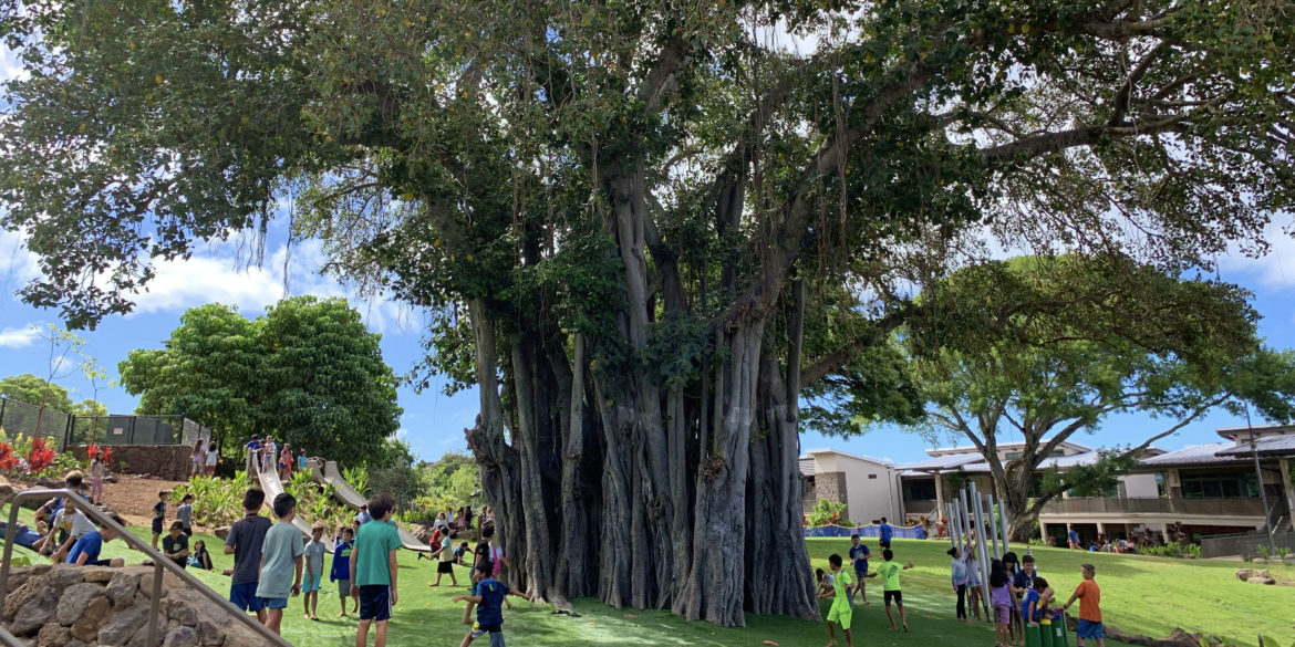 The Banyan Tree is Back - Punahou School