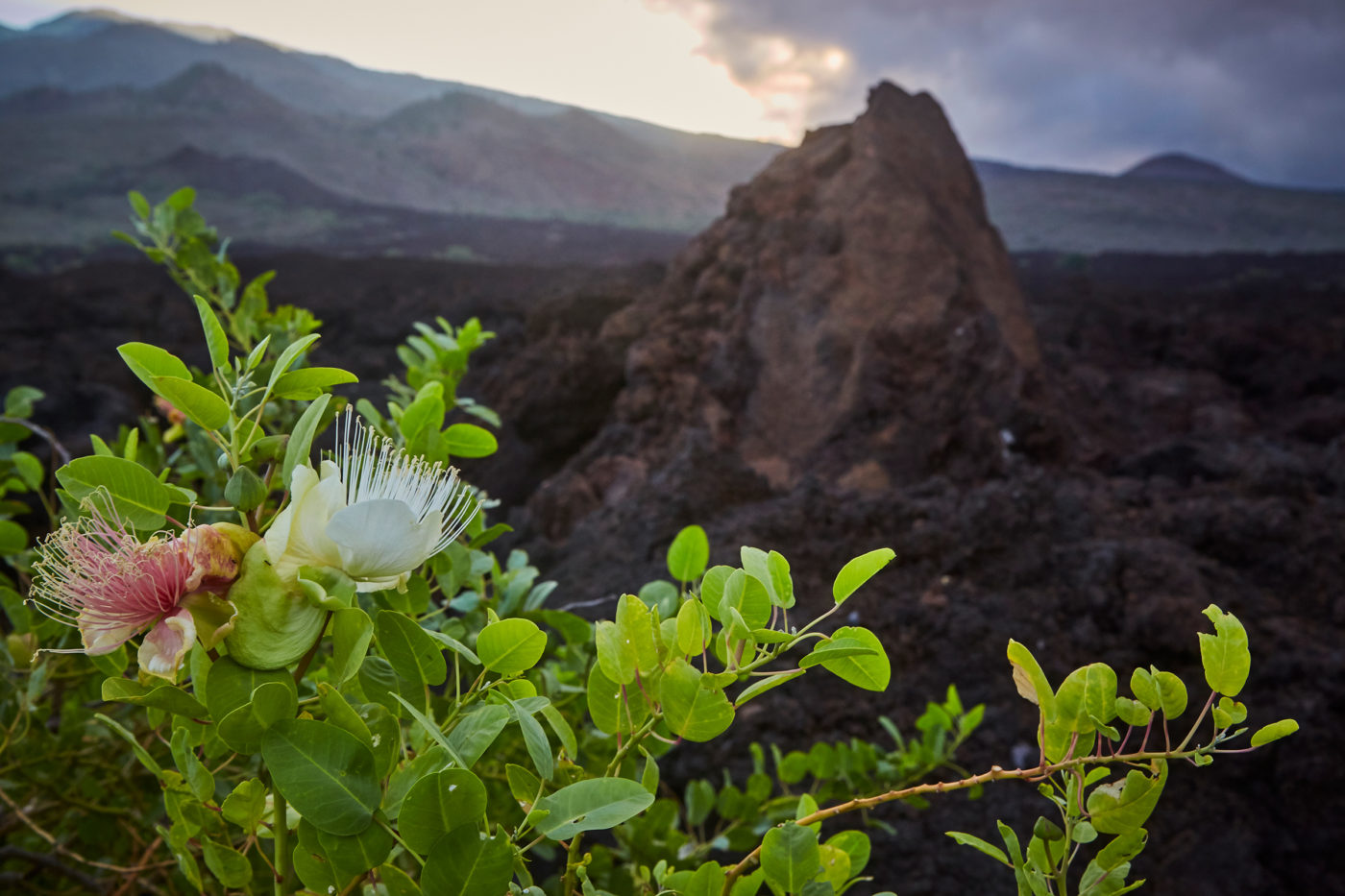 Linny Morris ’ 73 - Punahou School