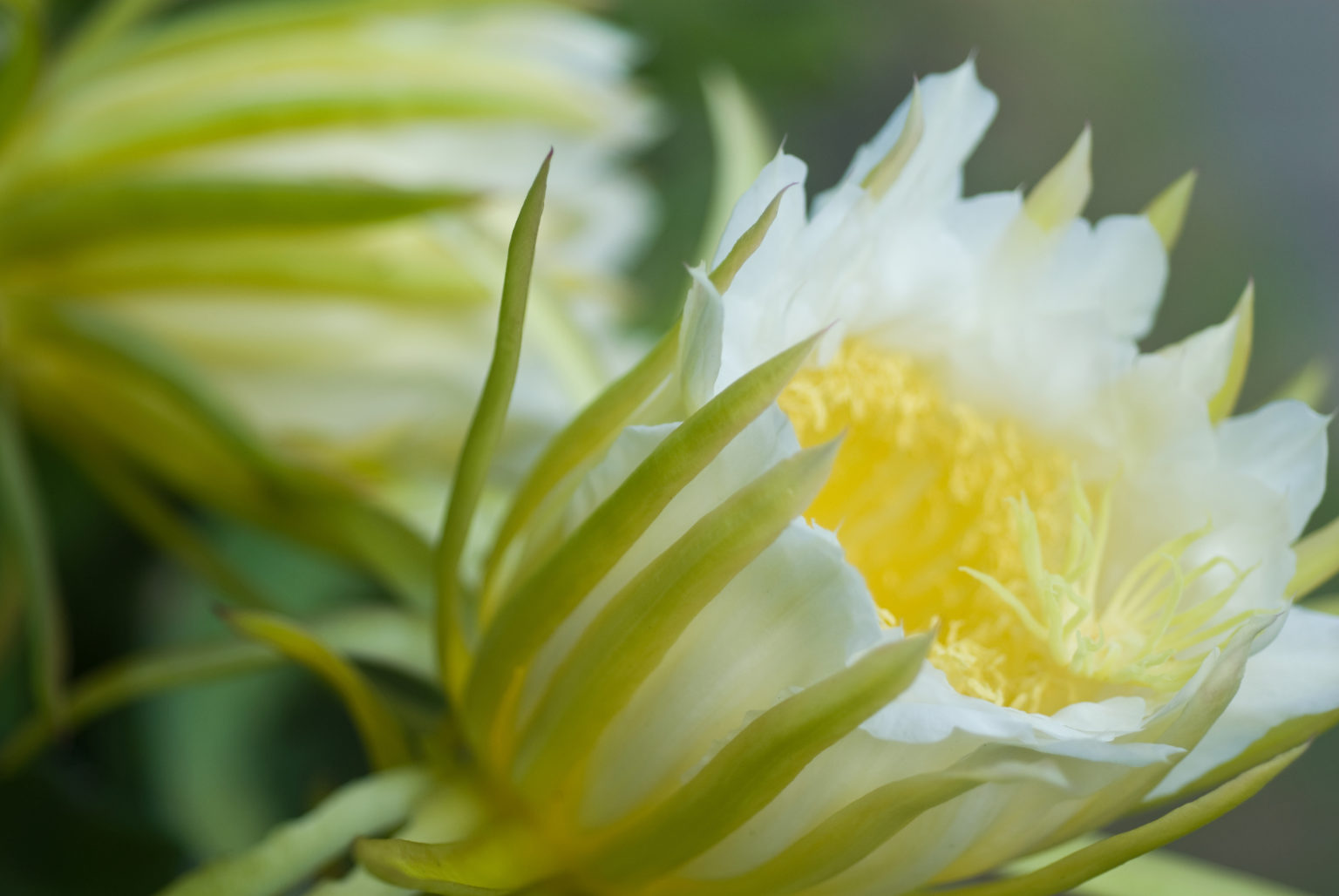 Touching Base: Andrei Iosivas ’18 - Punahou School